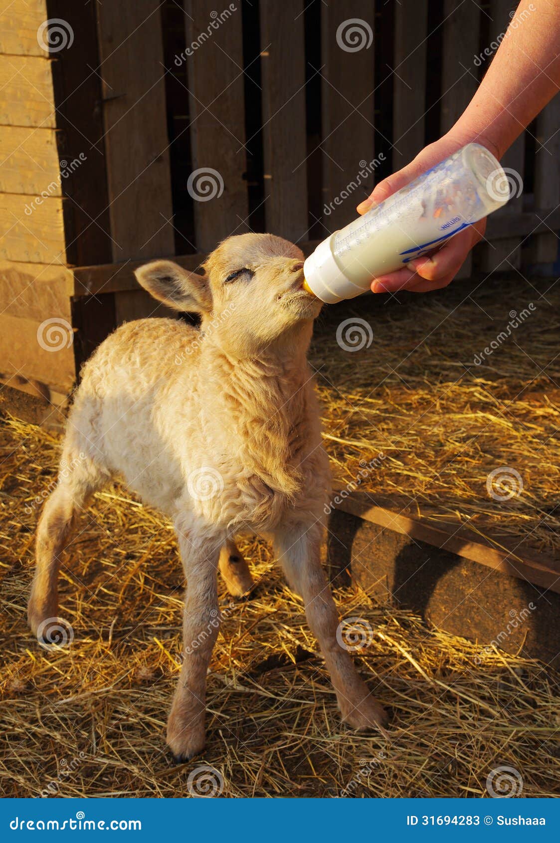 Feeding lamb from bottle stock image. Image of mouth - 31694283