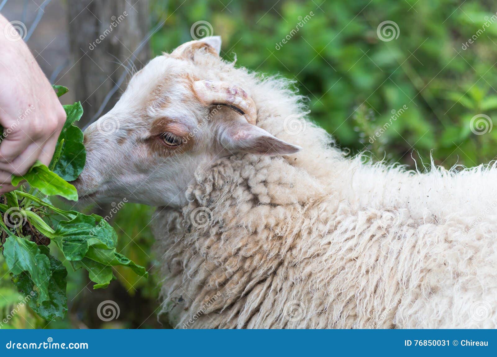 Feeding a lamb stock image. Image of nature, wool, care - 76850031