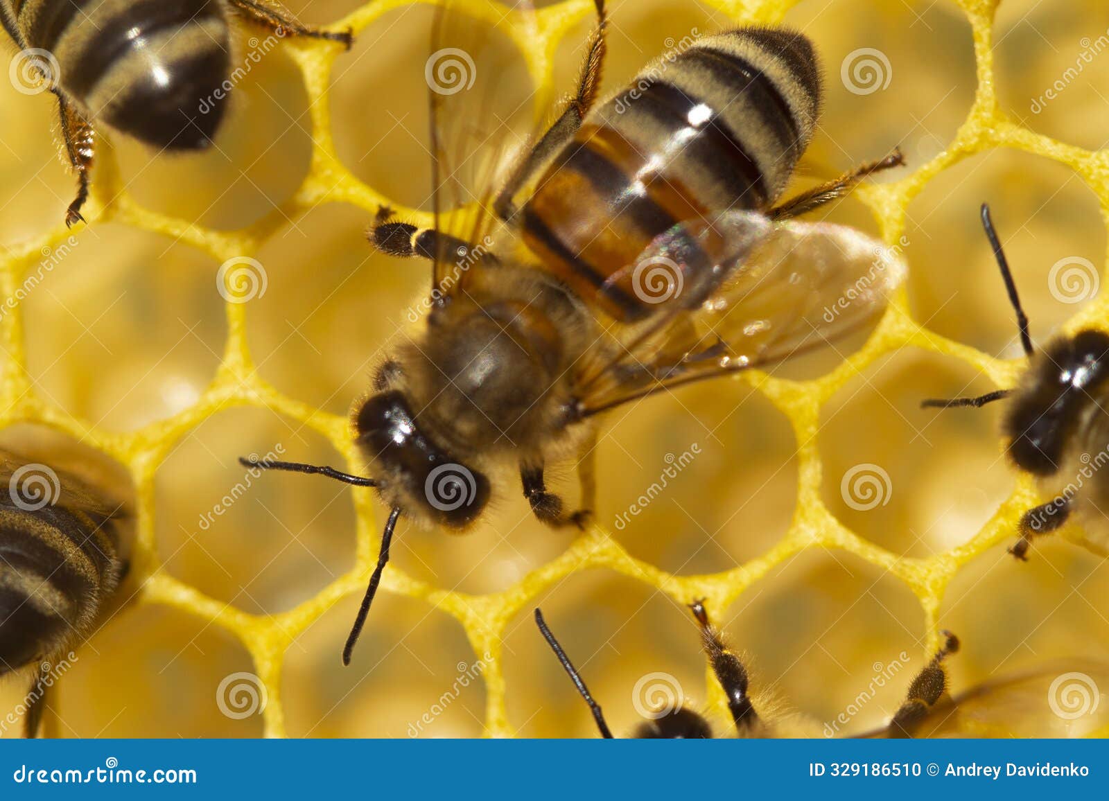 Feeding the Larvae with Bee Milk Stock Photo - Image of life, macro ...