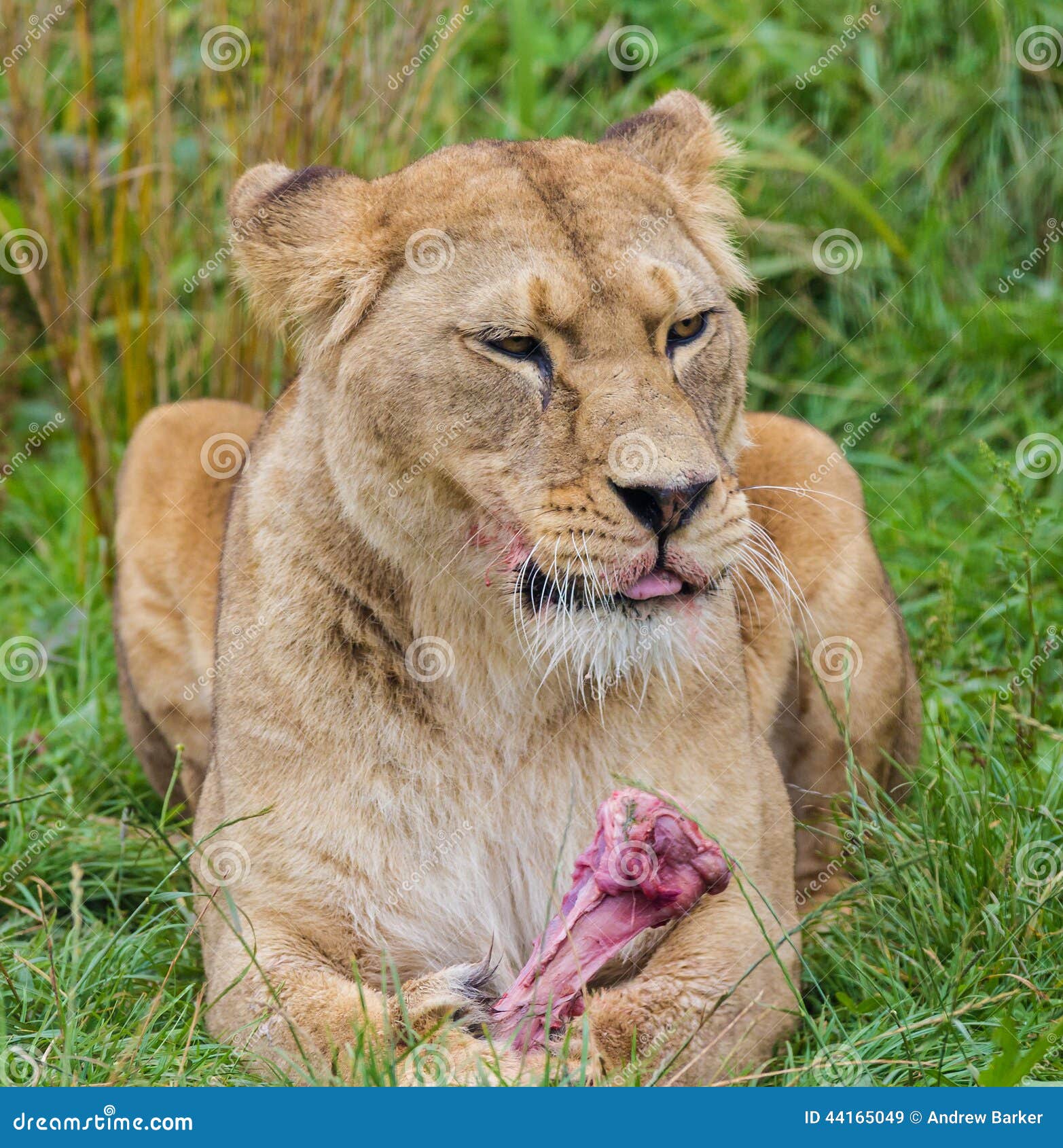 Feeding Lion stock image. Image of feeding, lion, wild - 44165049