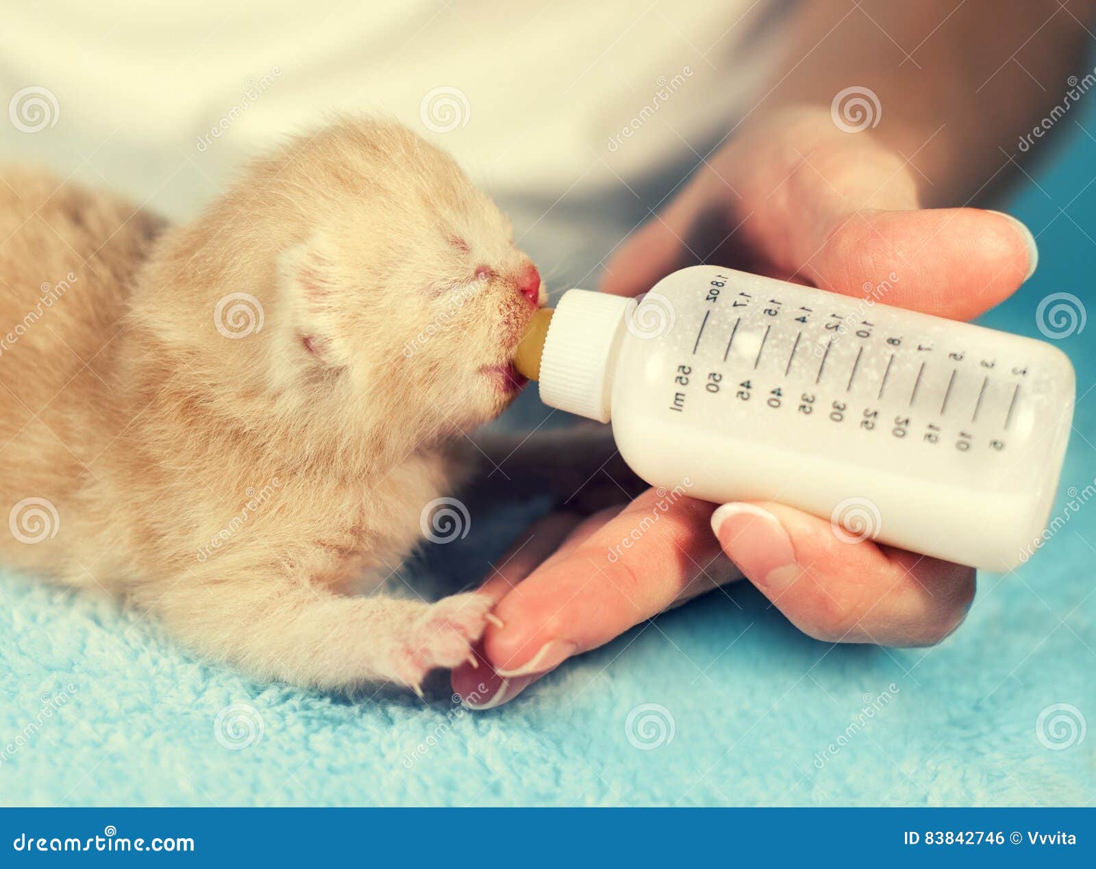 Feeding little kitten stock photo. Image of little, kitty - 83842746