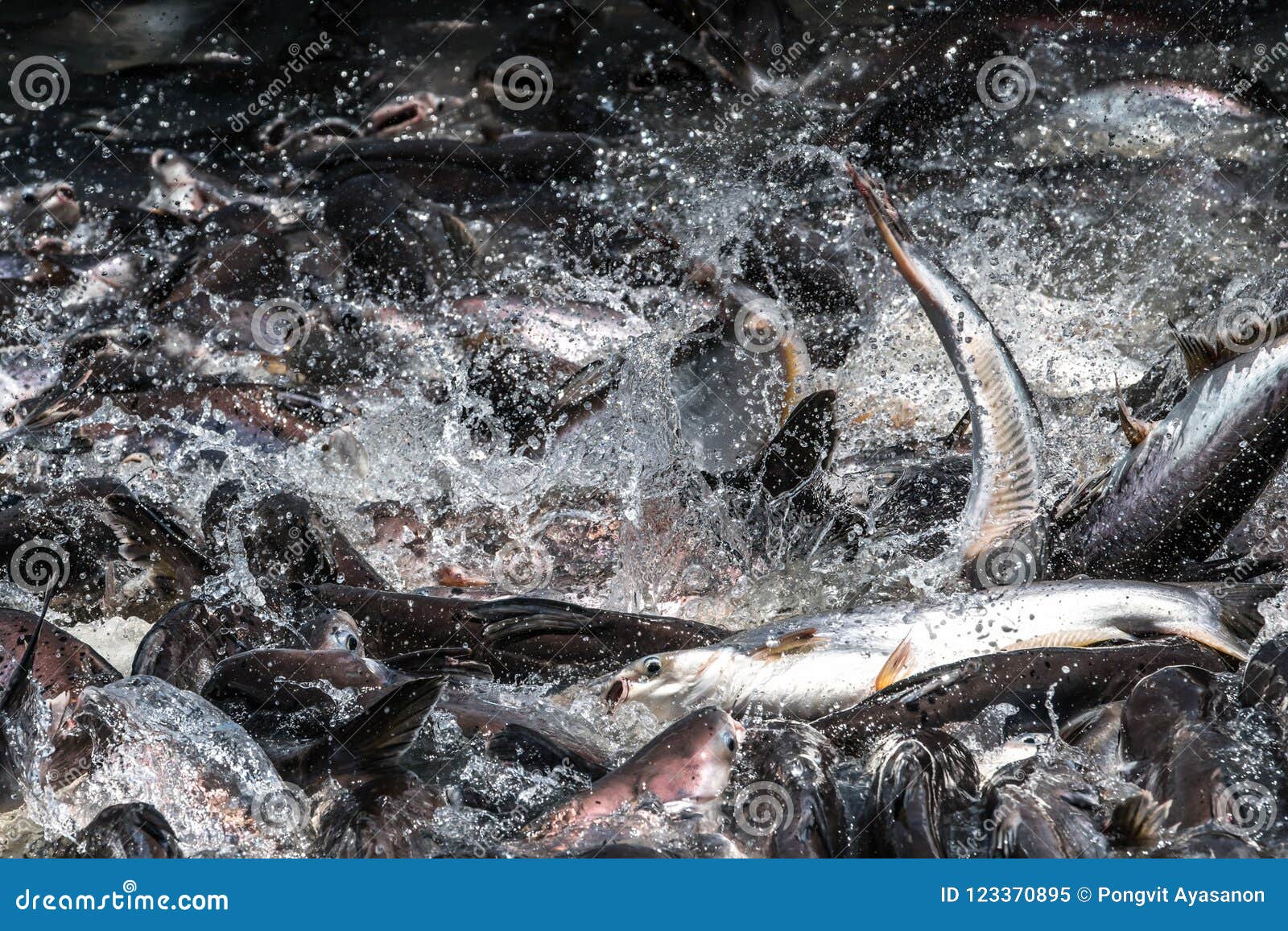 Feeding a Lot of Fish Struggle on the River. Stock Image - Image of ...