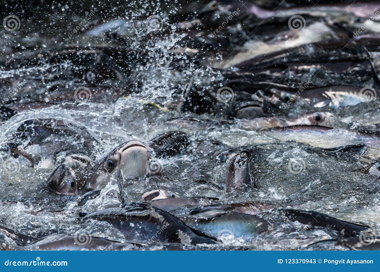 Feeding a Lot of Fish Struggle on the River. Stock Image - Image of ...