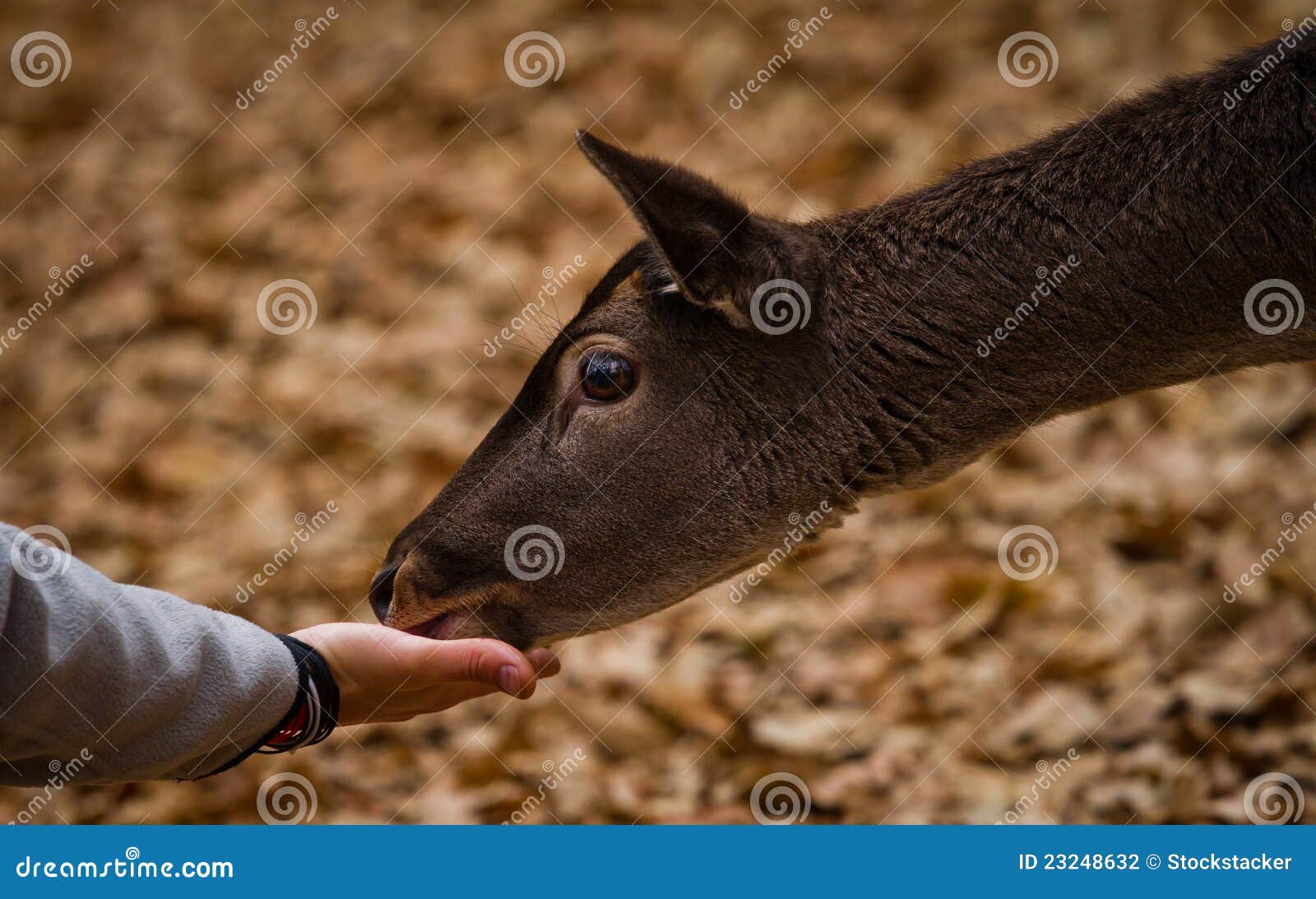 Feeding a mammal stock photo. Image of feed, ears, human - 23248632