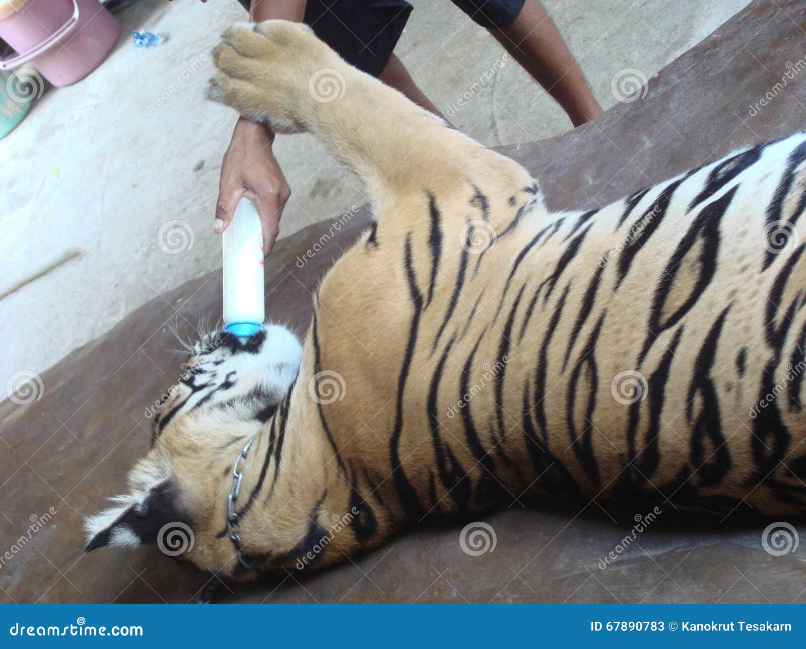 Feeding Milk To Young Tiger Stock Image - Image of milk, mammal: 67890783