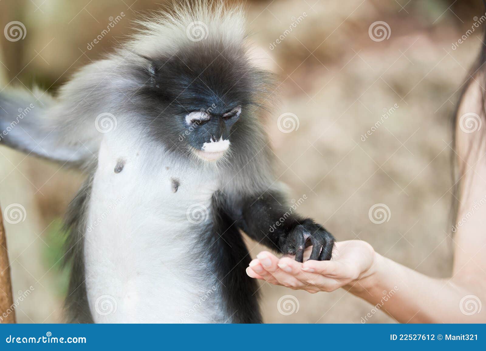 Feeding the monkey. stock photo. Image of assistance - 22527612