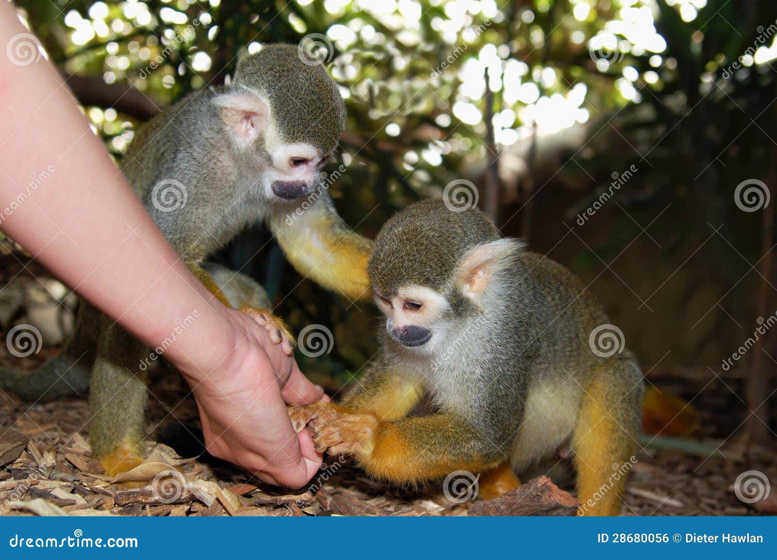 Feeding the Monkey stock photo. Image of mammals, hand - 28680056