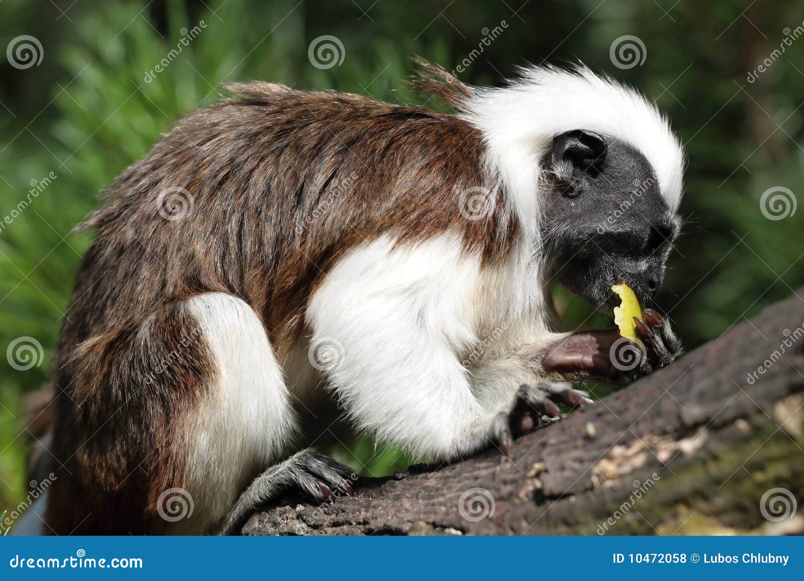 Feeding monkey apple stock photo. Image of mane, animals - 10472058