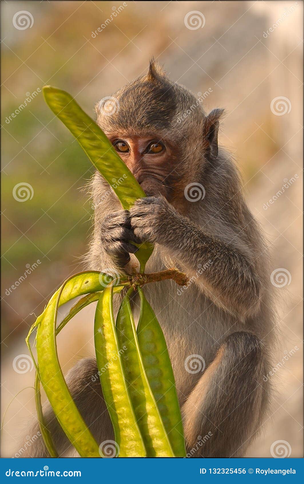 Feeding macaque monkey stock photo. Image of monkey - 132325456