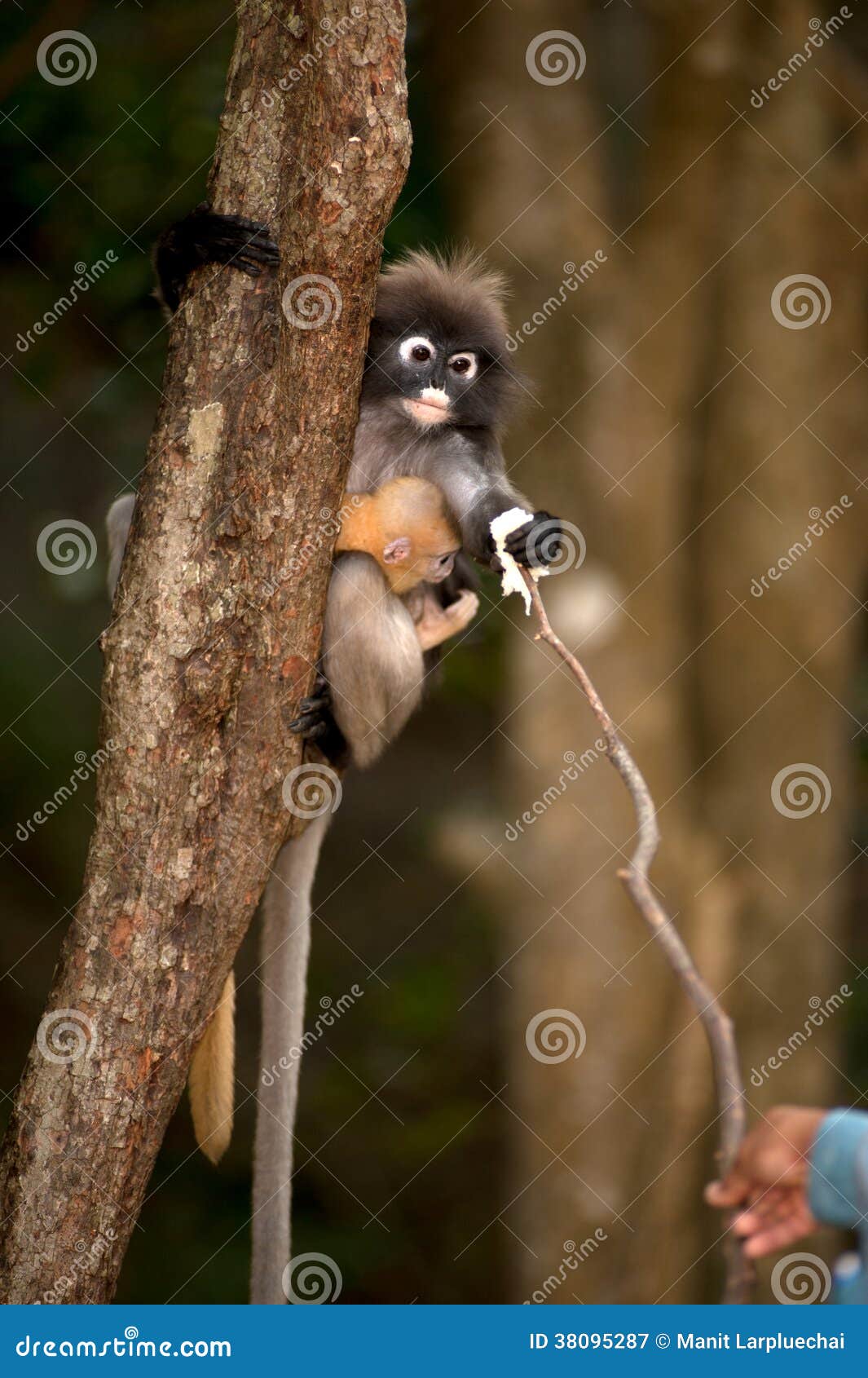 Feeding the Monkey ( Presbytis Obscura Reid ). Stock Image - Image of ...