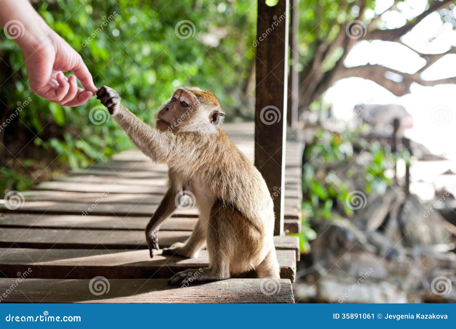 FEEDING a MONKEY stock image. Image of hand, close, food - 35891061