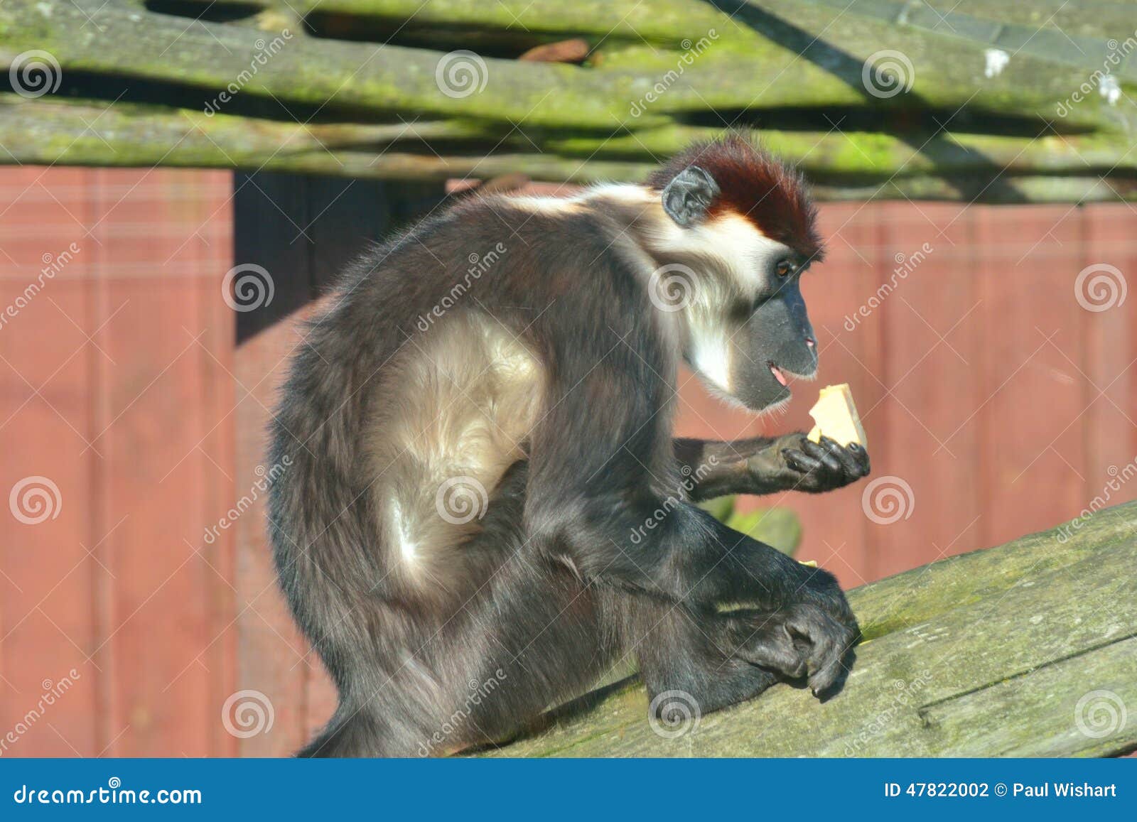 Feeding monkey stock photo. Image of creature, primate - 47822002
