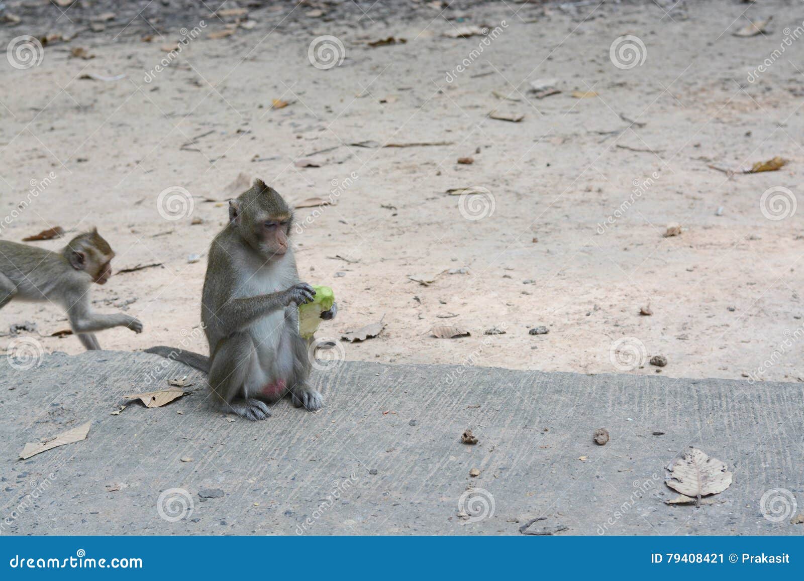 Feeding a monkeys stock image. Image of africa, female - 79408421