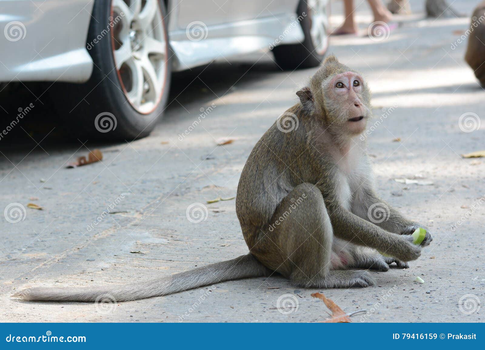Feeding a monkeys stock image. Image of friendship, monkeys - 79416159