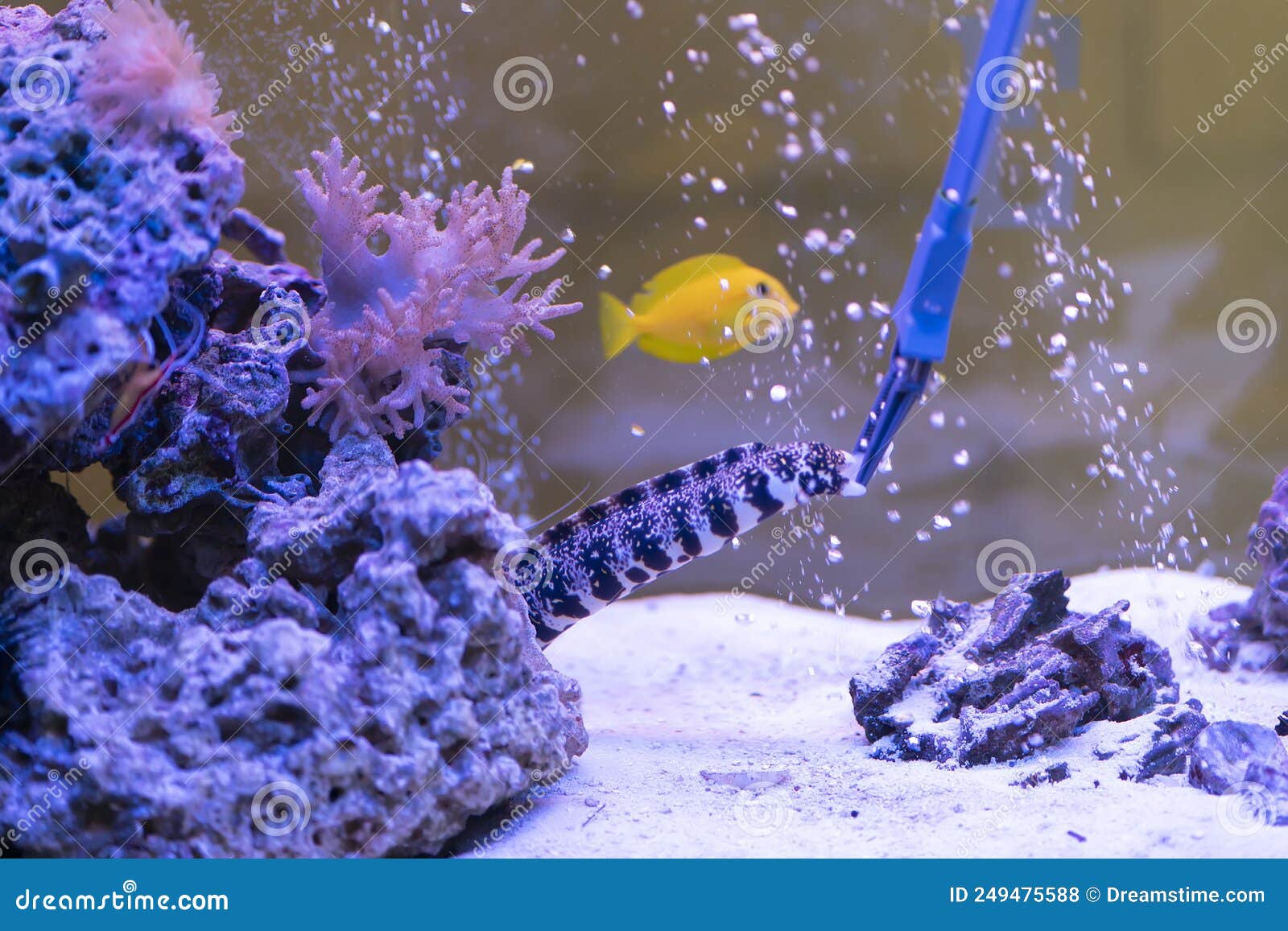 Feeding Moray Eels in the Aquarium. Stock Photo - Image of maintenance ...