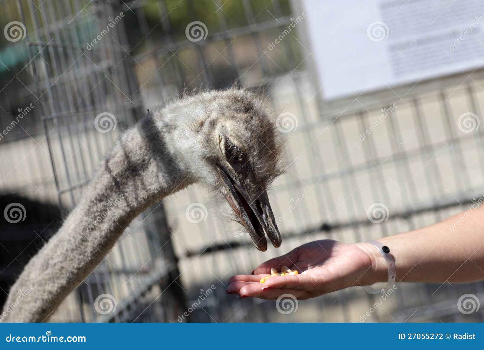 Feeding of ostrich stock photo. Image of ostrich, gaze - 27055272