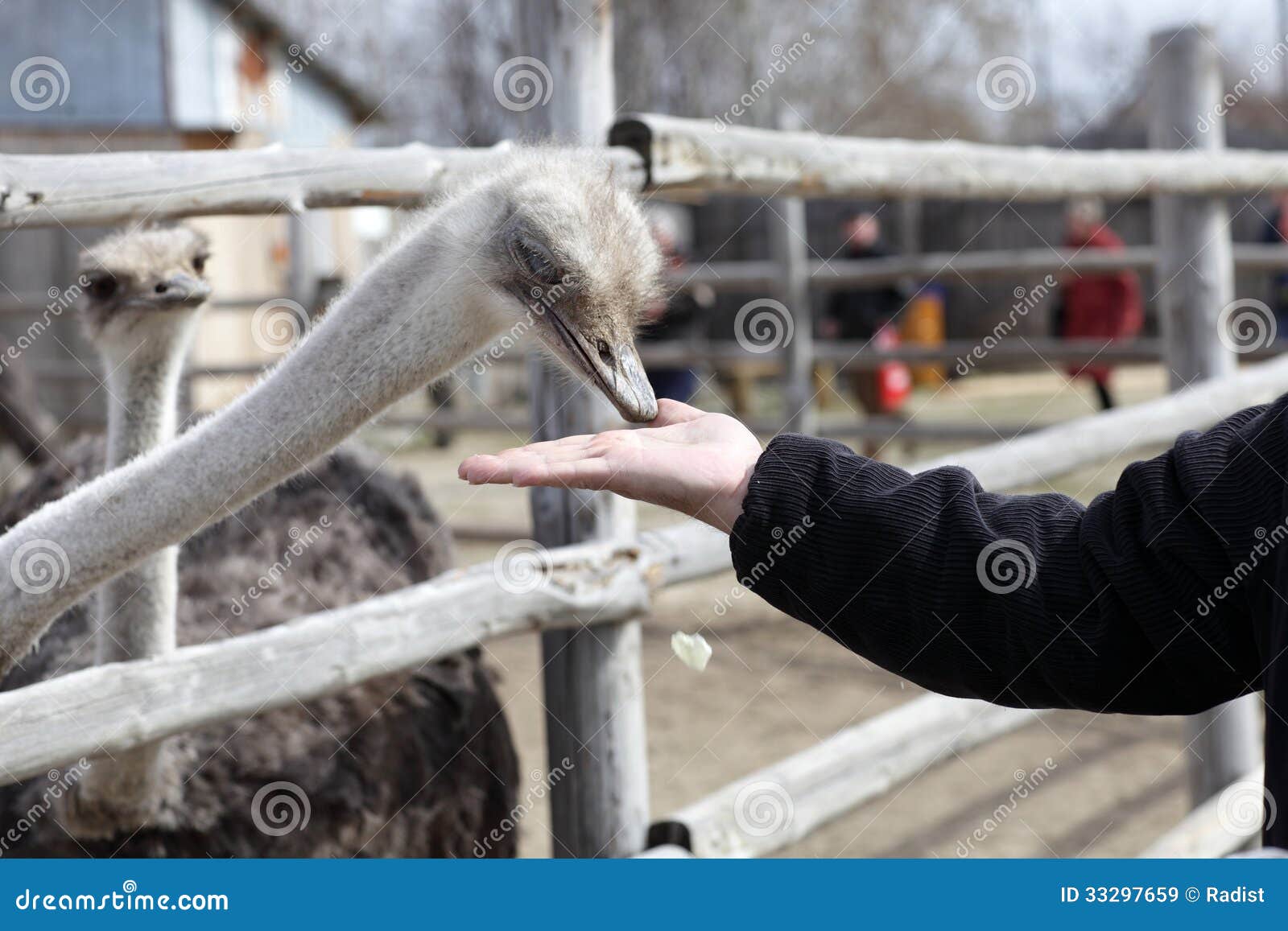 Feeding of ostrich stock image. Image of farm, head, ostrich - 33297659