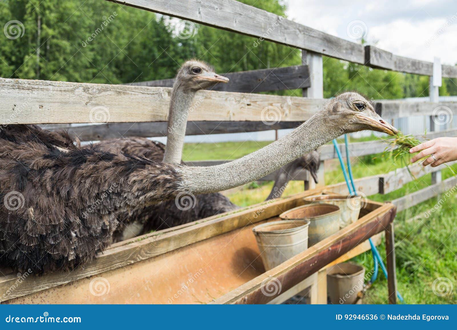 Feeding of Ostrich on a Farm Stock Photo - Image of creature, fauna ...