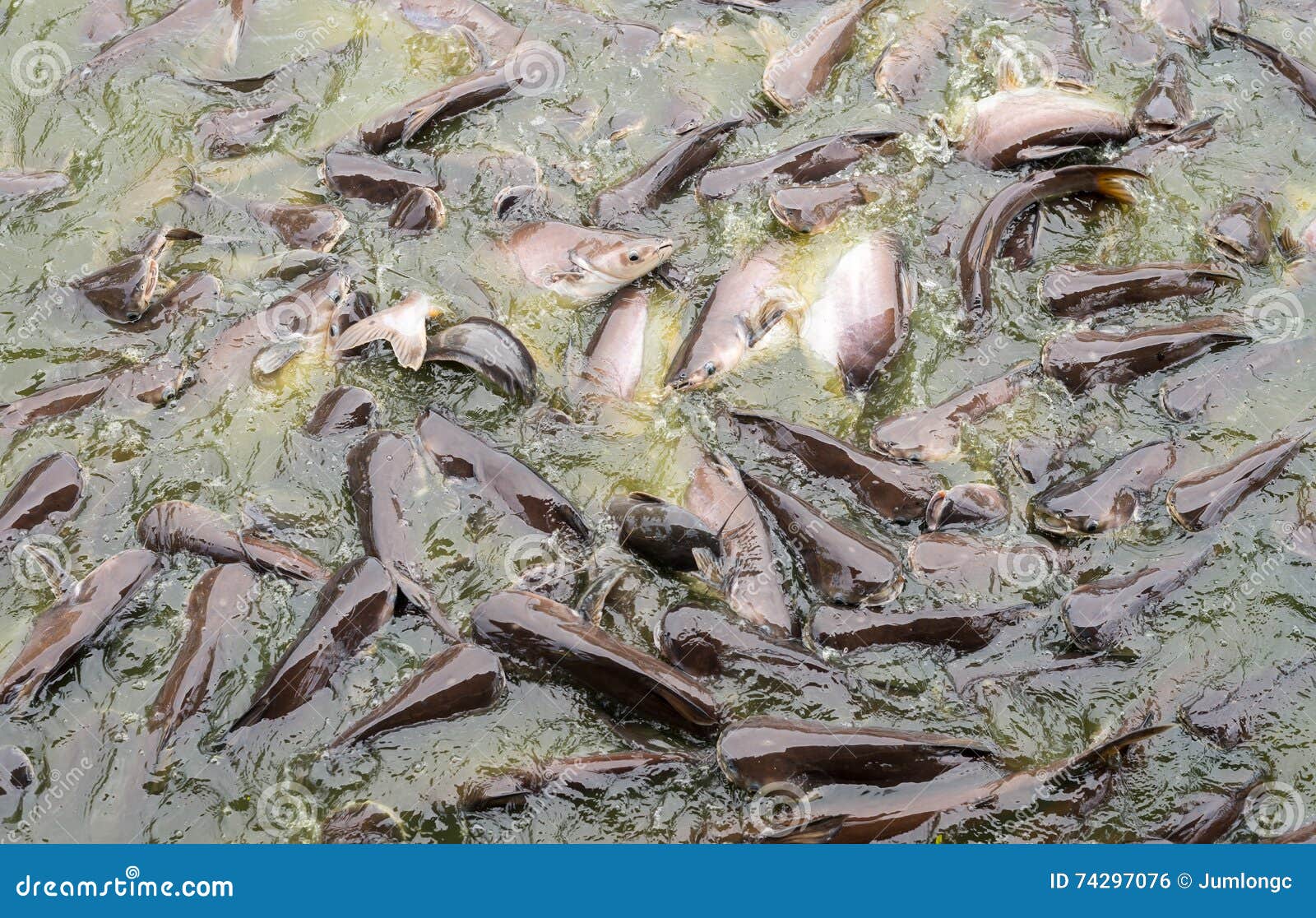Feeding the Pangasius Fish. Stock Photo - Image of outdoor, fresh: 74297076