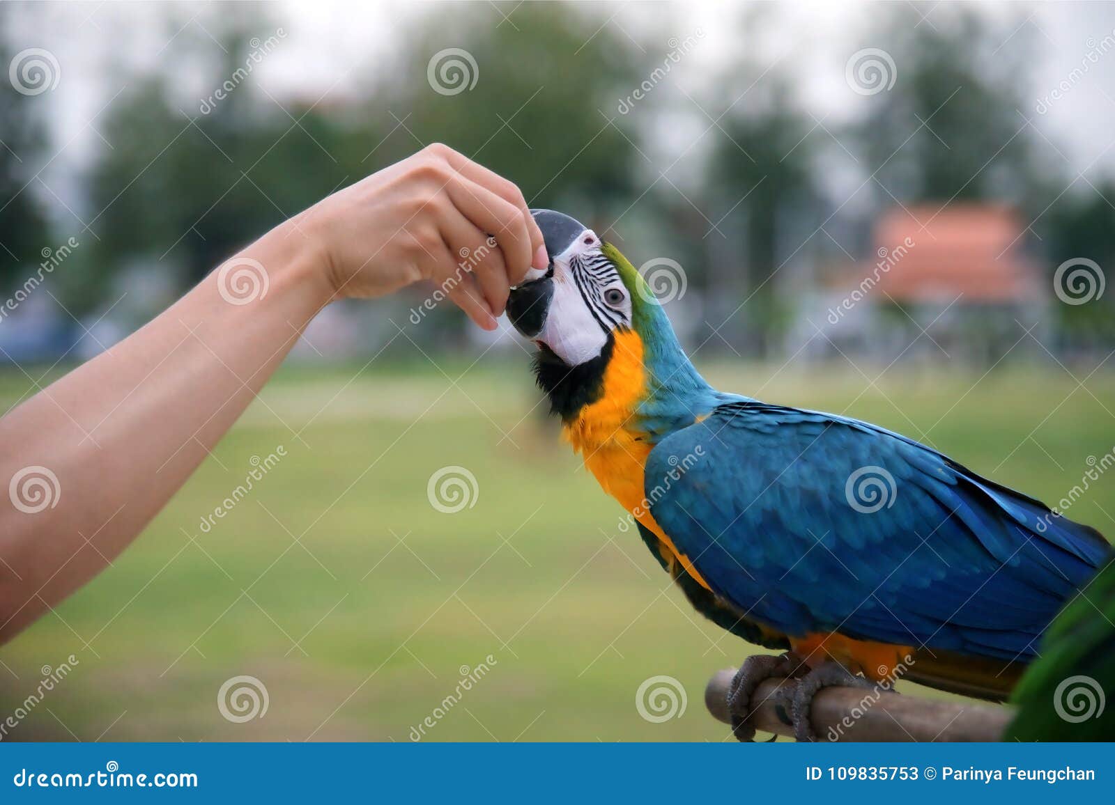 Feeding Parrot from the Hand : Closeup Stock Image - Image of white ...