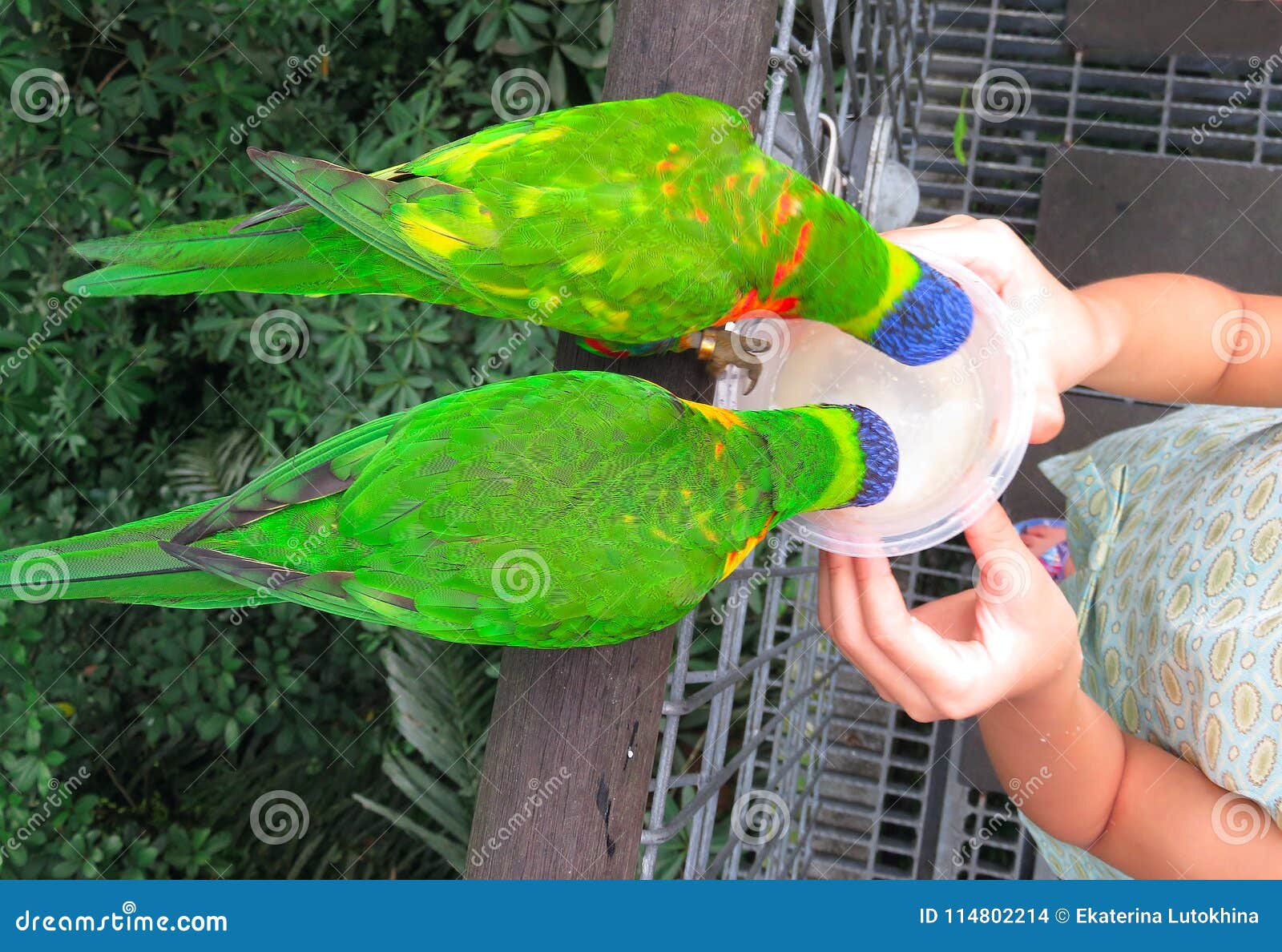 Feeding Parrots in a Bird Park Singapore Stock Photo - Image of feeding ...