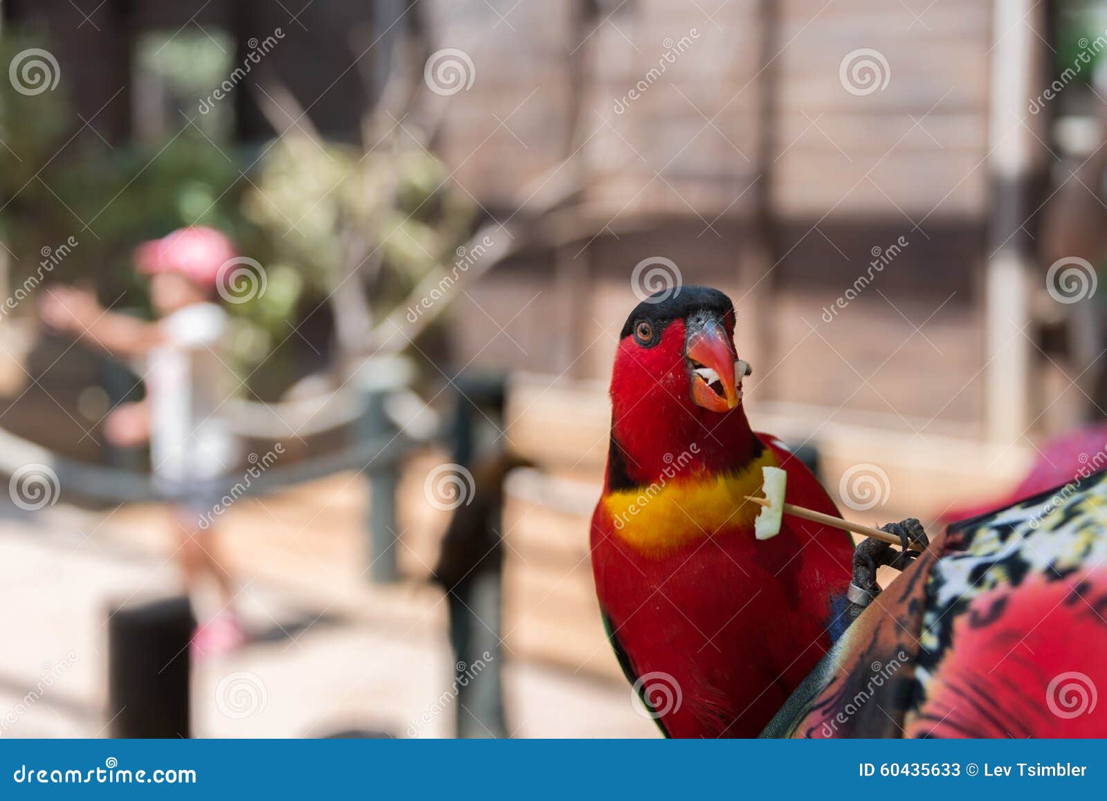 Feeding Parrots at Gan Garoo Stock Image - Image of shean, beit: 60435633