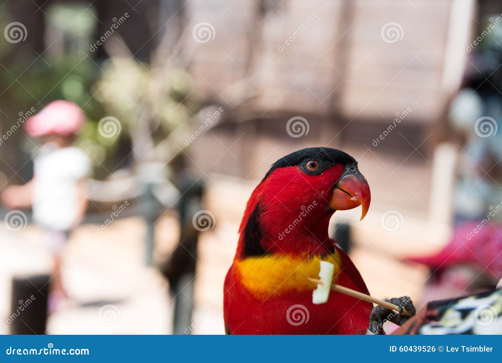 Feeding Parrots at Gan Garoo Stock Photo - Image of garoo, australian ...