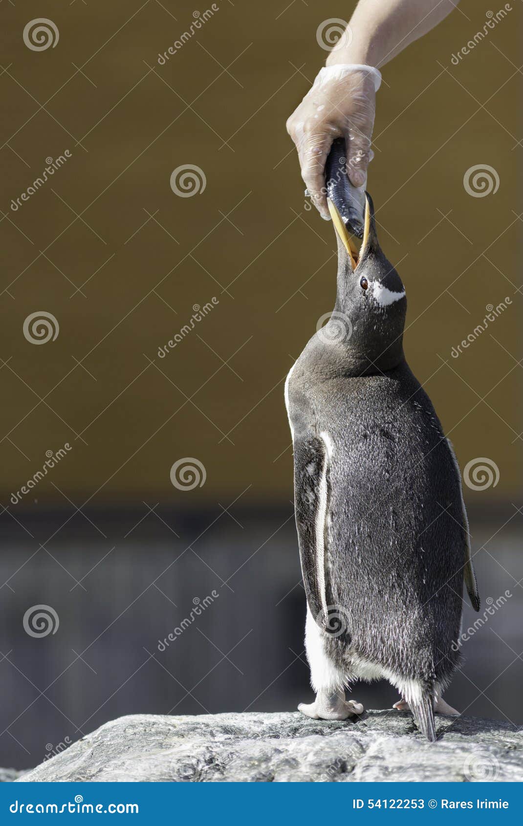 Feeding a penguin stock image. Image of species, animal - 54122253