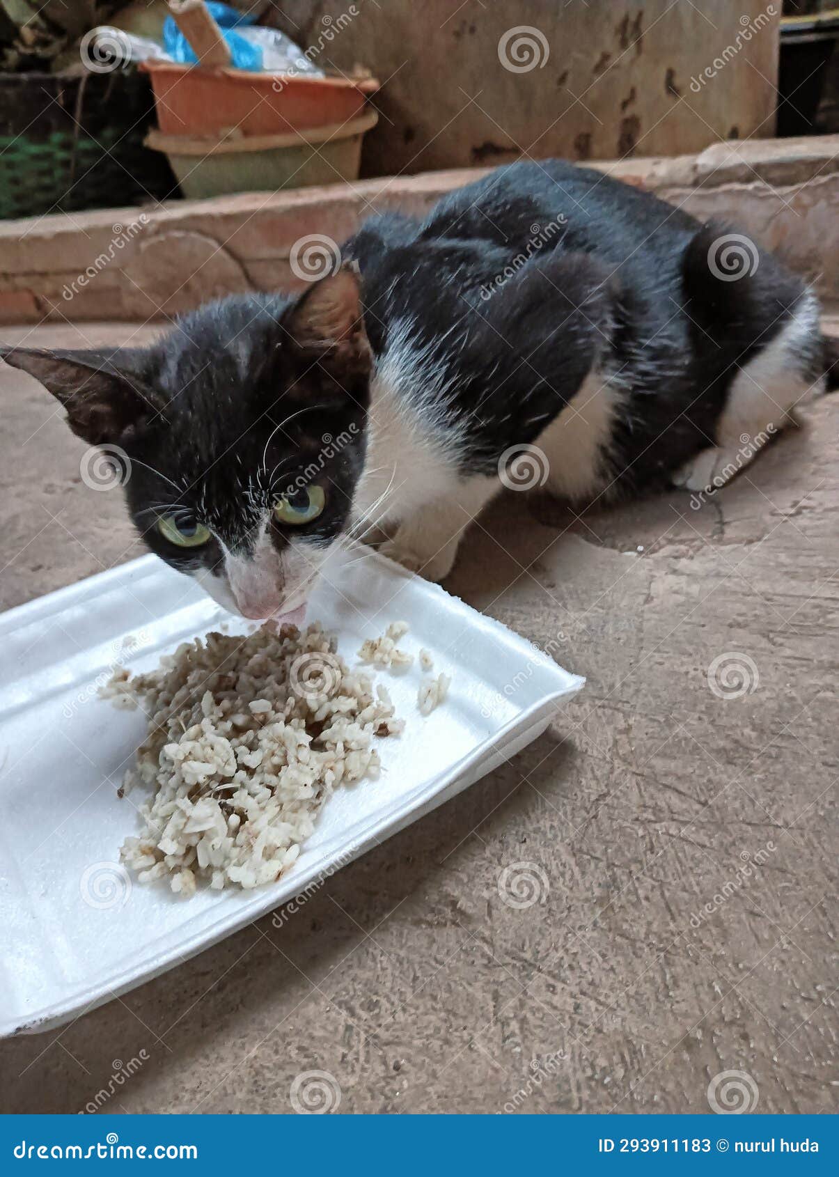 Cat is eating stock image. Image of nose, whiskers, wildcat - 293911183
