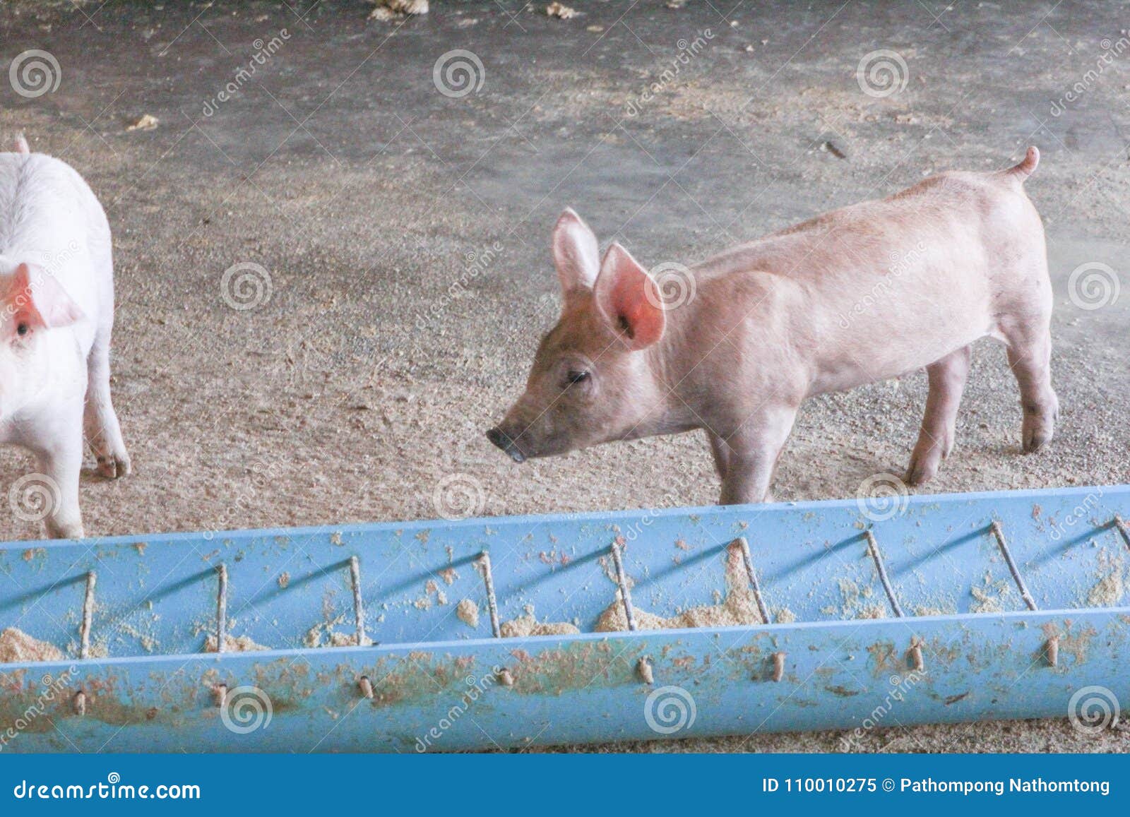Feeding pig in farm stock image. Image of farming, industry - 110010275