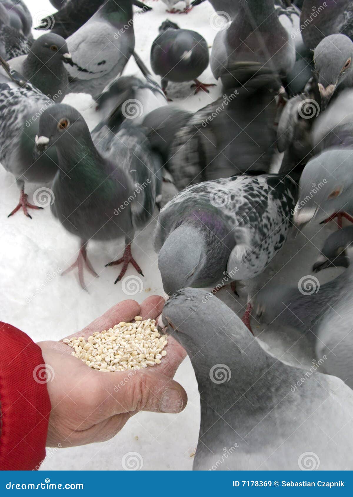Feeding pigeons in winter stock image. Image of caring - 7178369