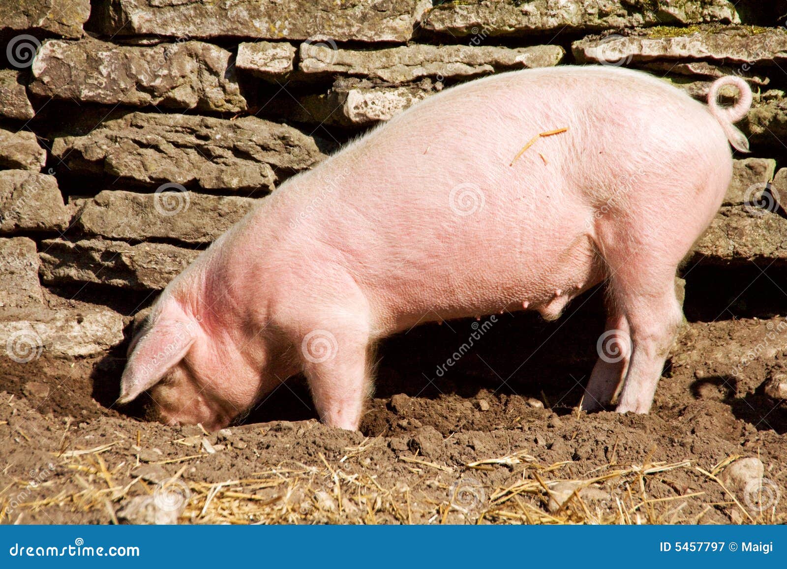 Feeding piglet stock image. Image of outdoor, wall, feed - 5457797