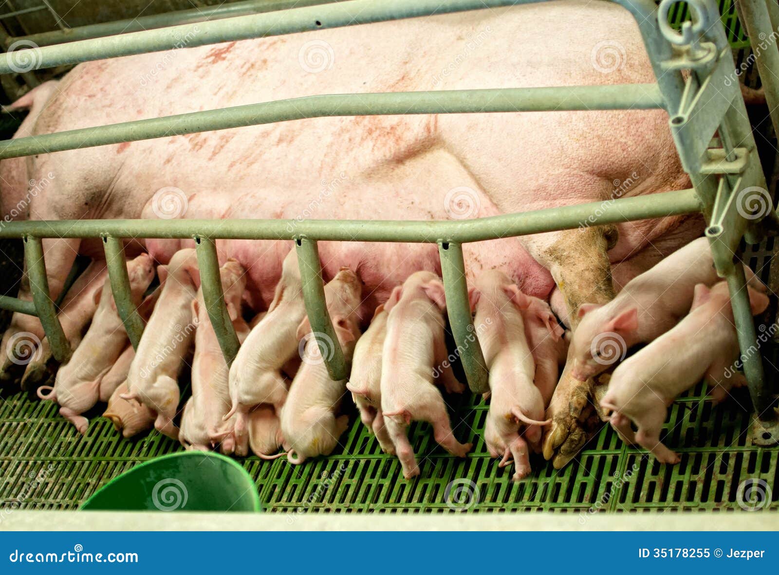 Feeding piglets with sow stock image. Image of stable - 35178255