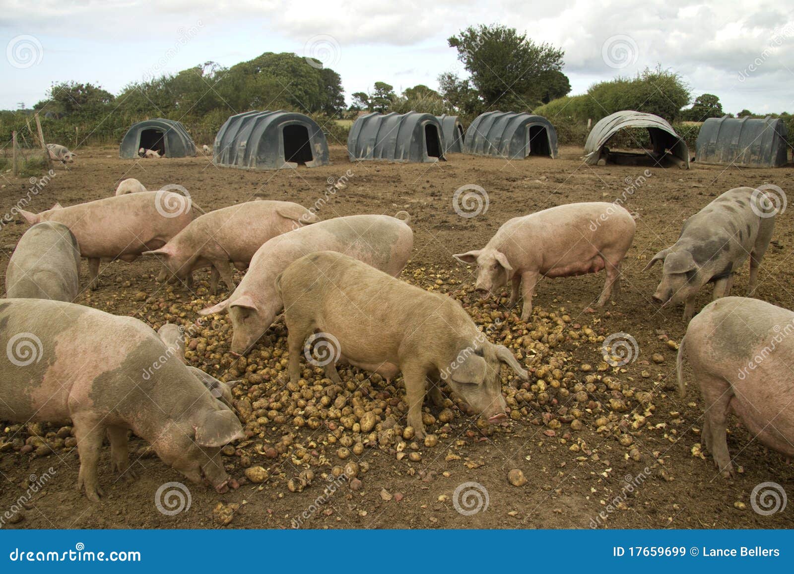 Feeding pigs stock image. Image of jersey, livestock - 17659699
