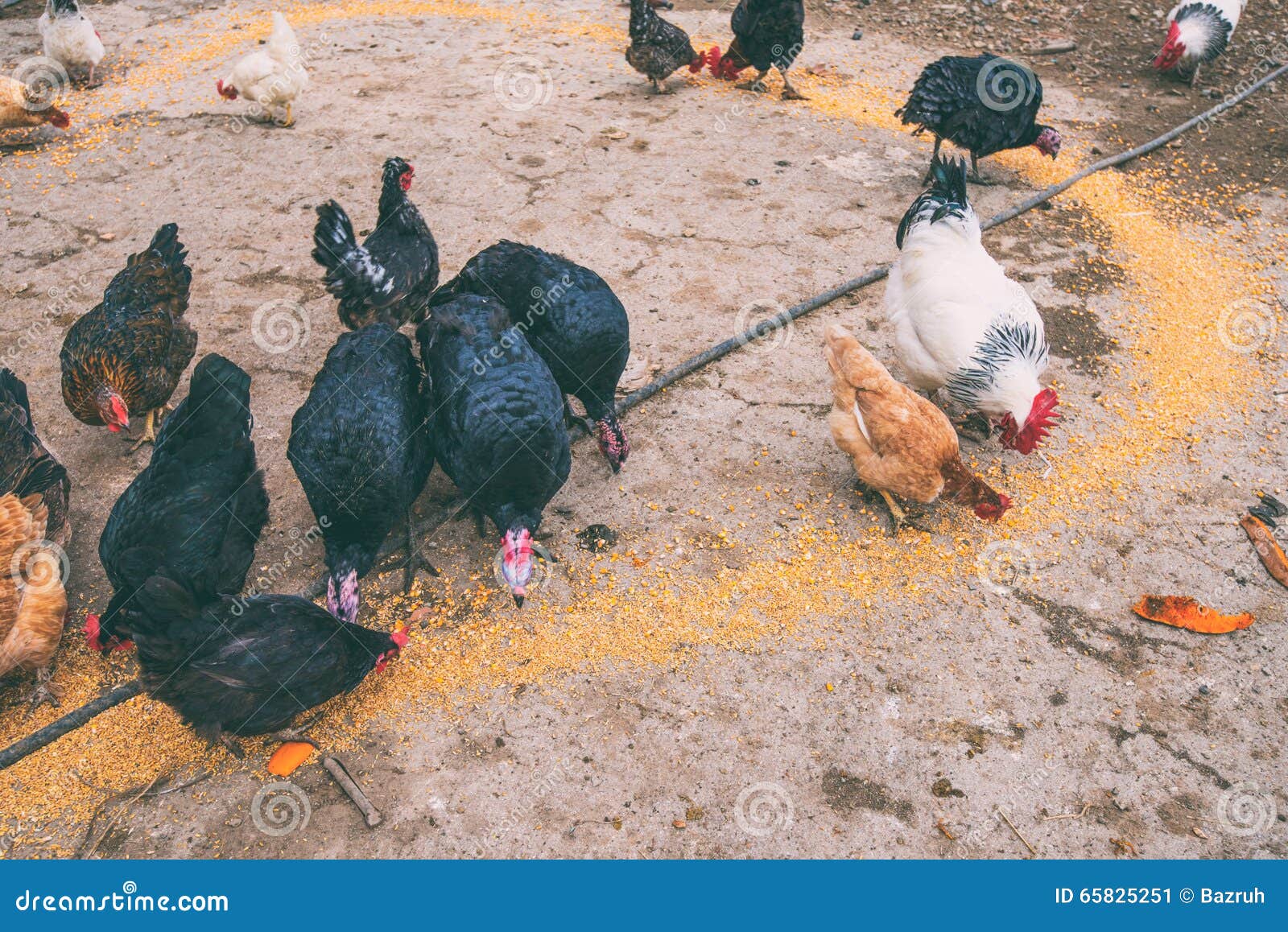 Feeding of poultry stock image. Image of birds, grass - 65825251