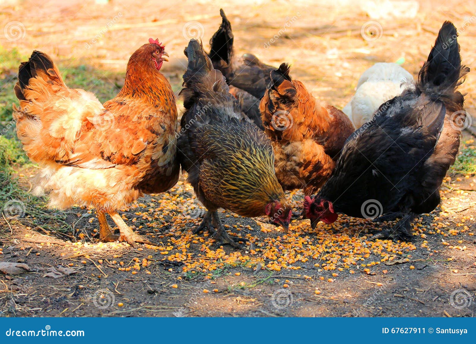 Feeding poultry outdoors stock image. Image of industry - 67627911