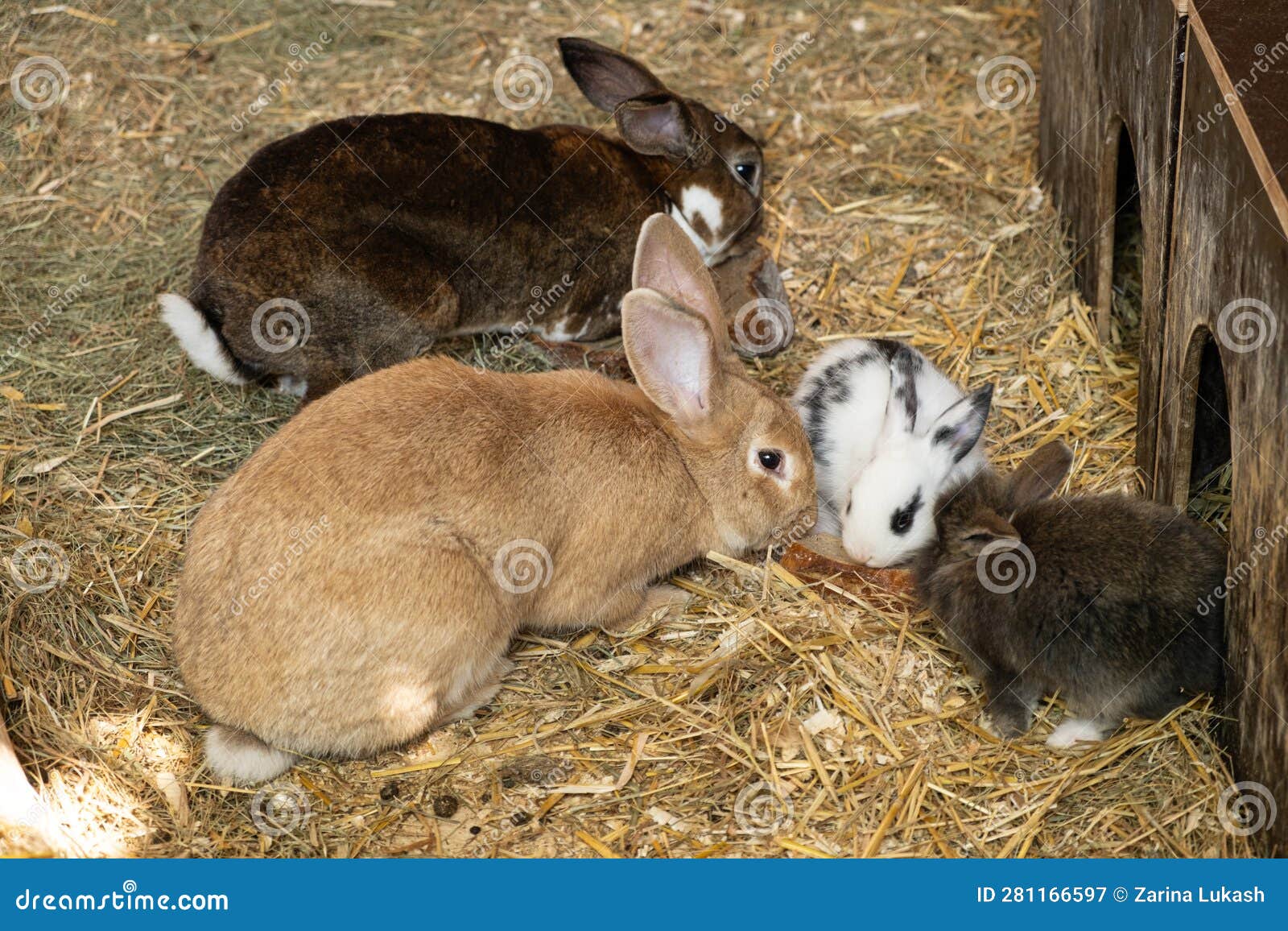 Feeding Rabbits on the Farm, Breeding and Caring for Rabbits Stock ...