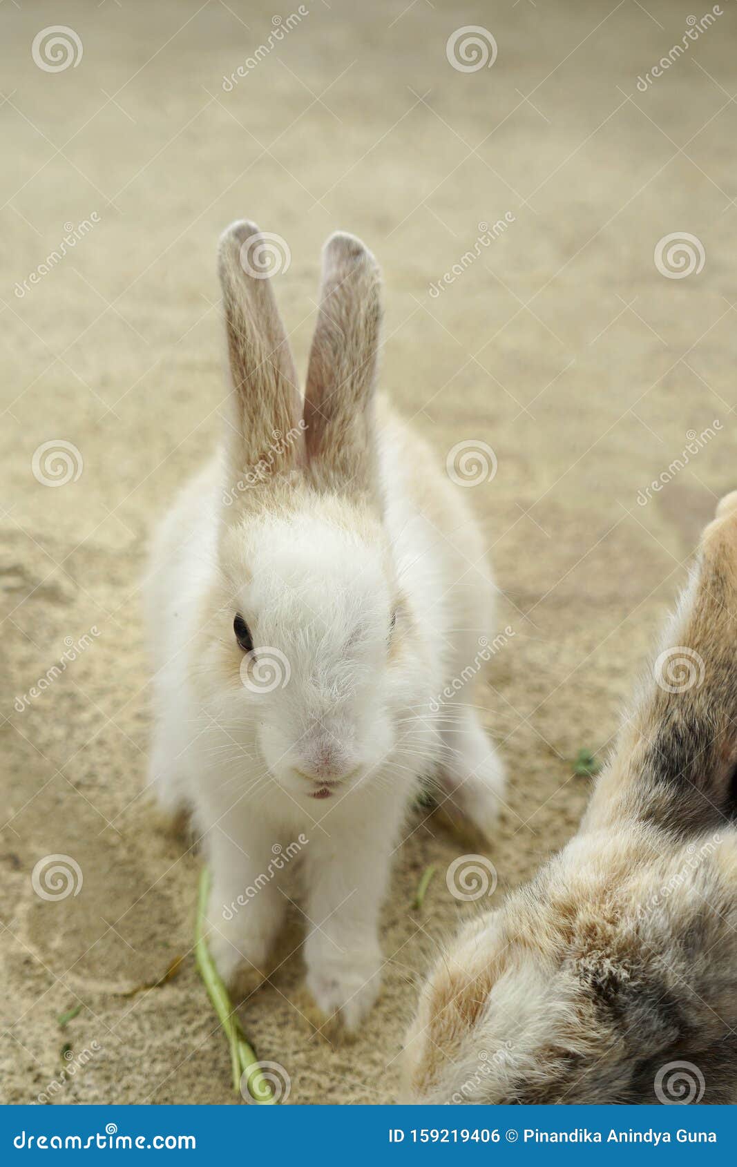 Feeding rabbits stock photo. Image of fluffy, hare, green - 159219406