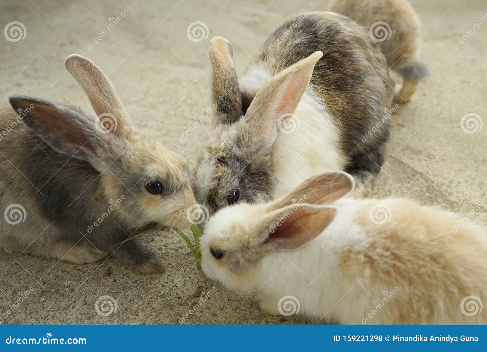 Feeding rabbits stock photo. Image of cute, happy, green - 159221298