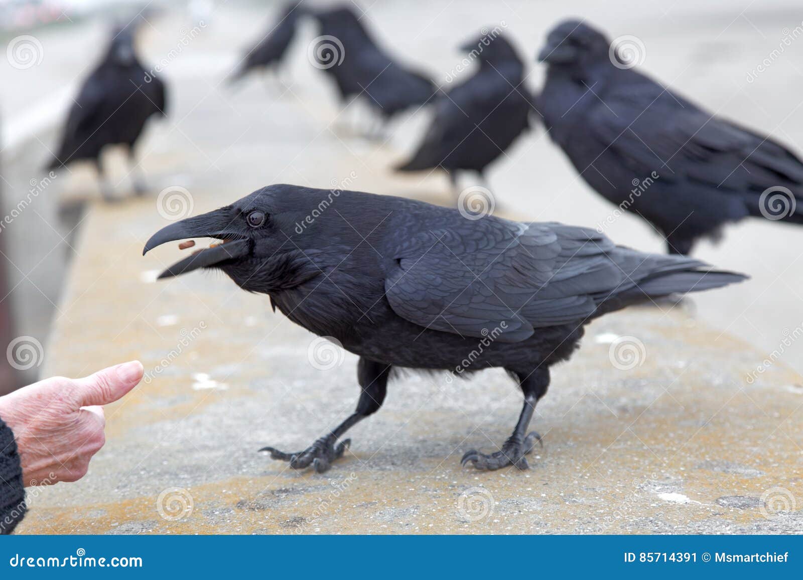 Feeding the Ravens stock image. Image of feeding, food - 85714391