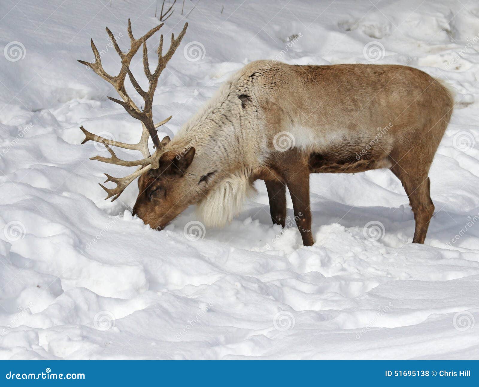 Feeding Reindeer stock photo. Image of deer, snow, animal - 51695138