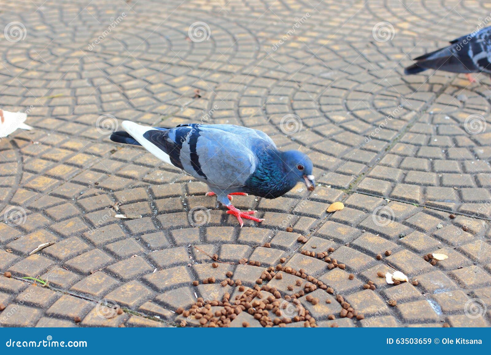 Feeding rock pigeon stock image. Image of rock, garden - 63503659