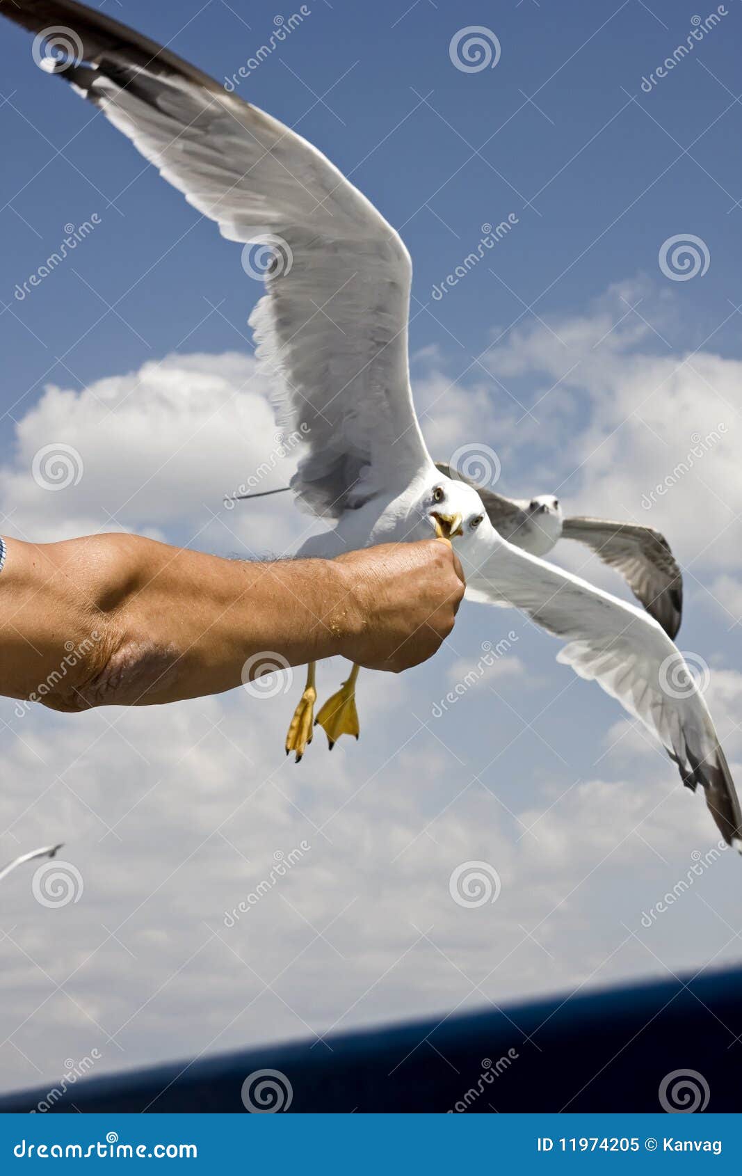 Feeding seagull stock image. Image of flying, bird, animal - 11974205