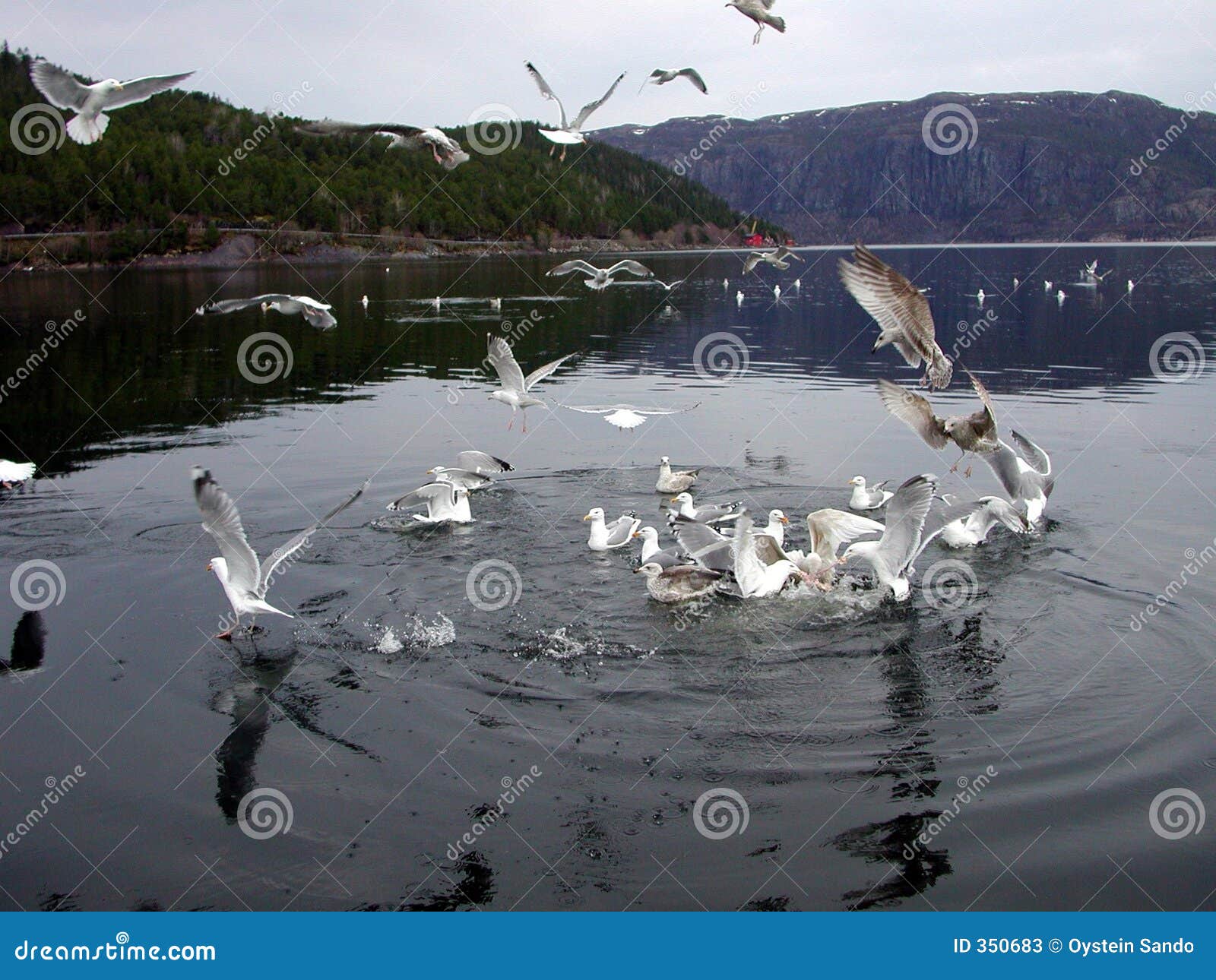 Feeding seagull stock image. Image of nature, feed, lofoten - 350683