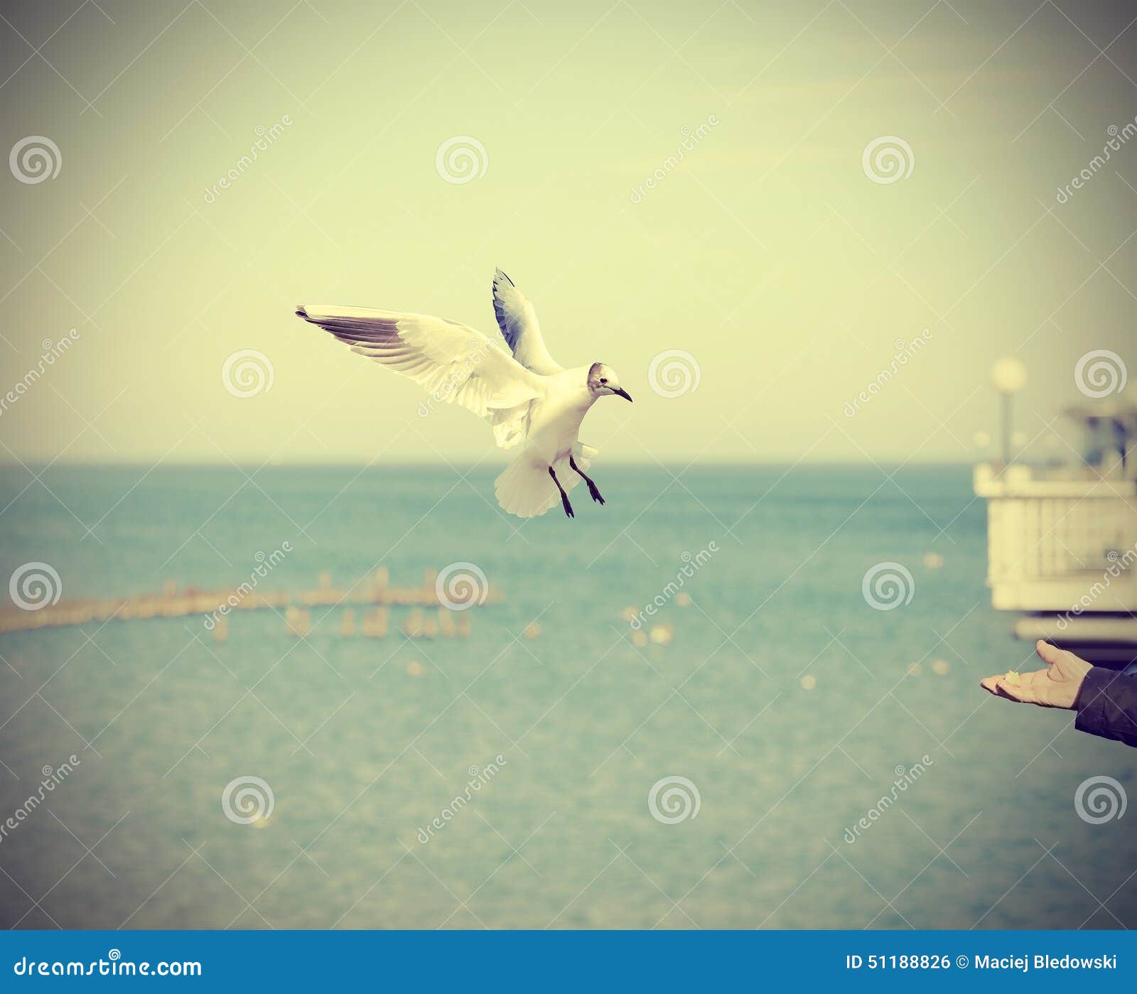 Feeding Seagull; Retro Old Style Toned Picture Stock Photo - Image of ...