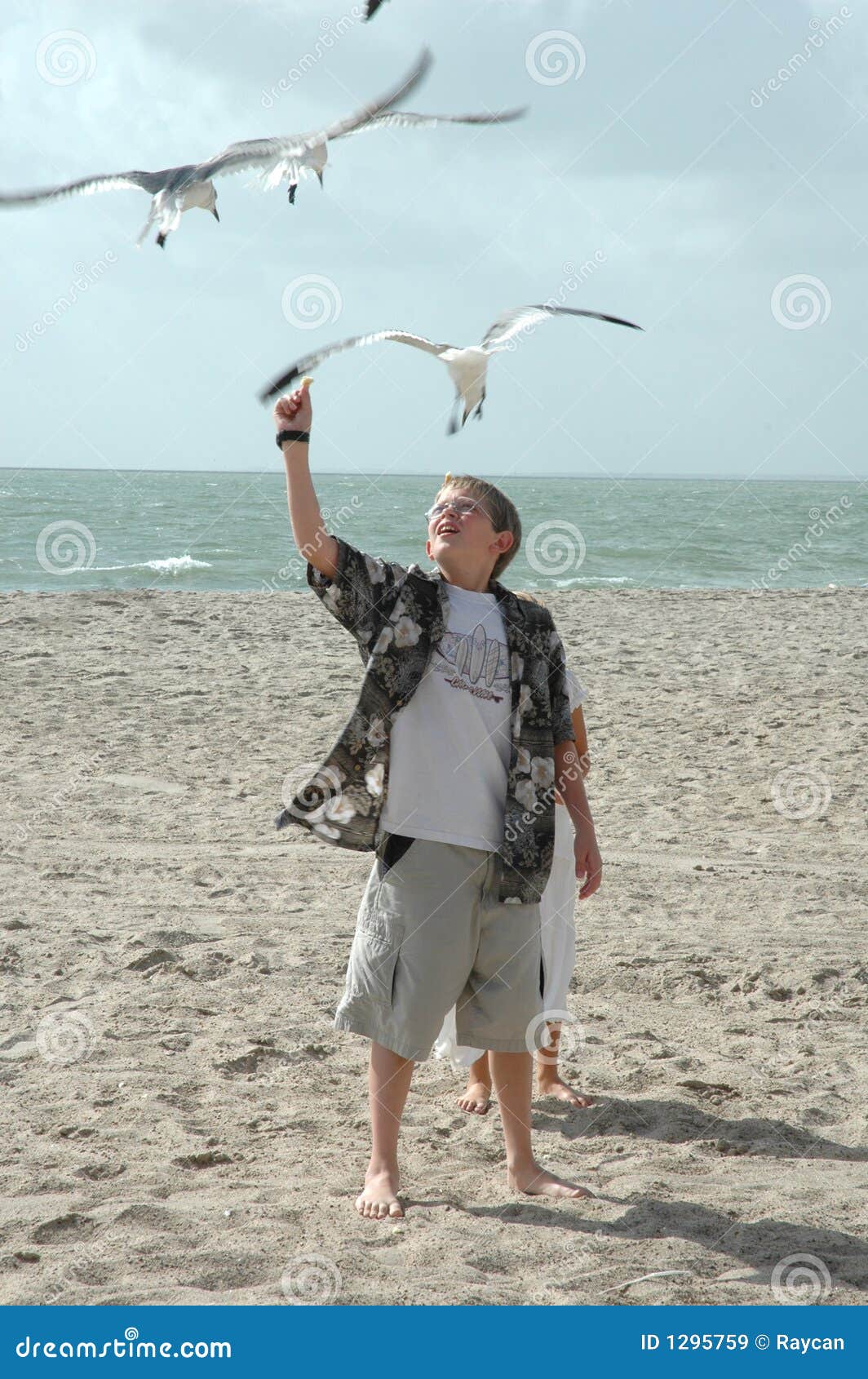 Feeding Seagulls stock image. Image of tresses, shore - 1295759