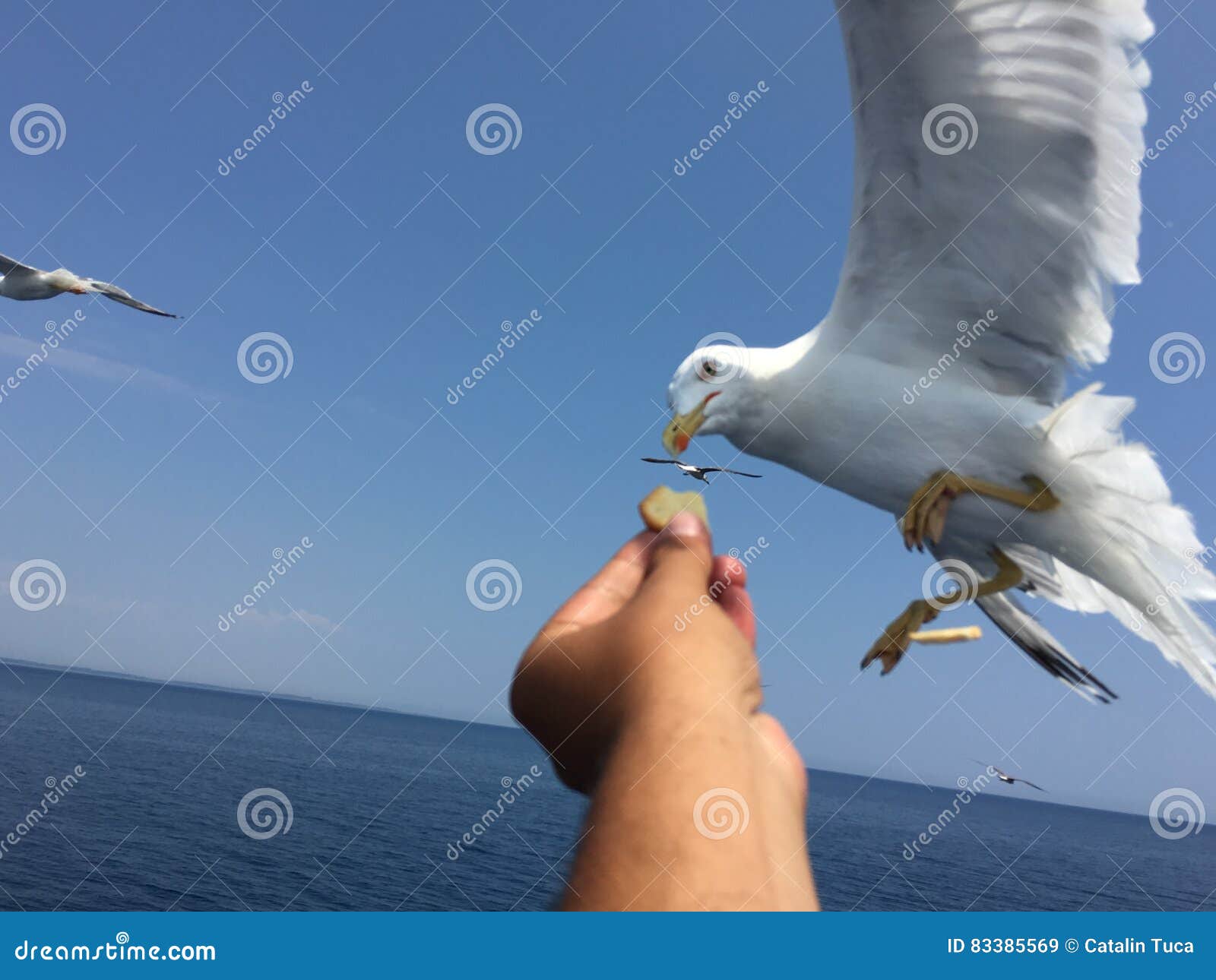 Feeding seagulls stock image. Image of coast, feeding - 83385569