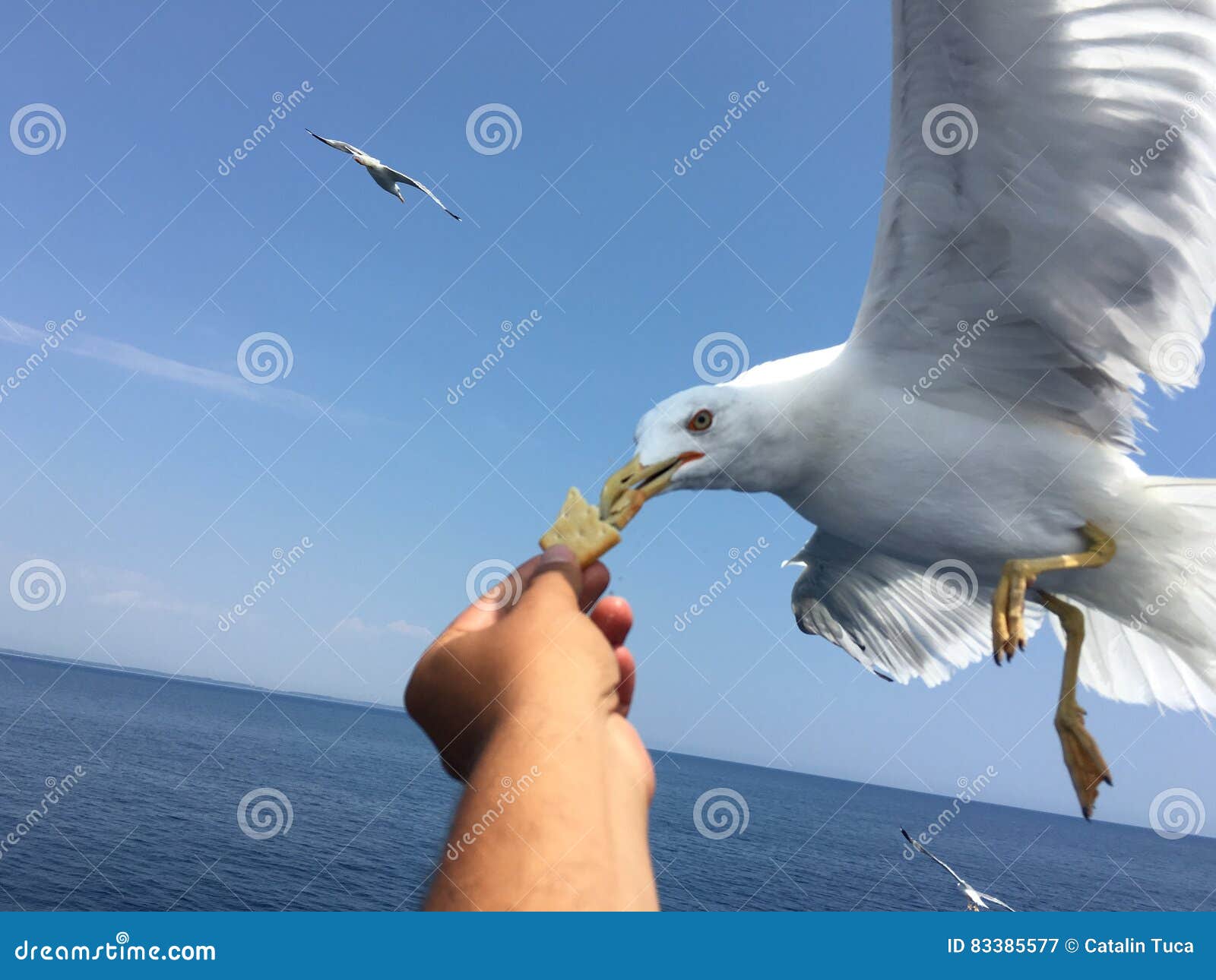 Feeding seagulls stock image. Image of boat, foot, coast - 83385577