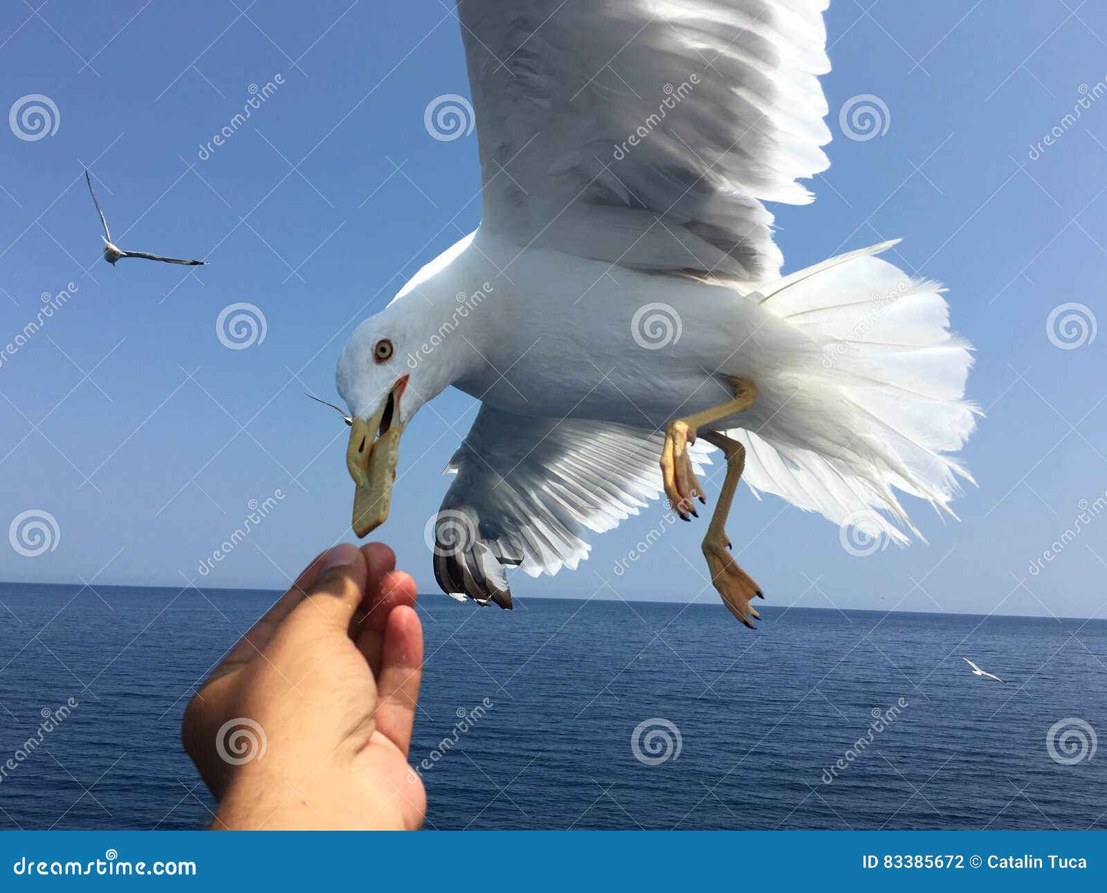 Feeding seagulls stock photo. Image of wing, seagulls - 83385672