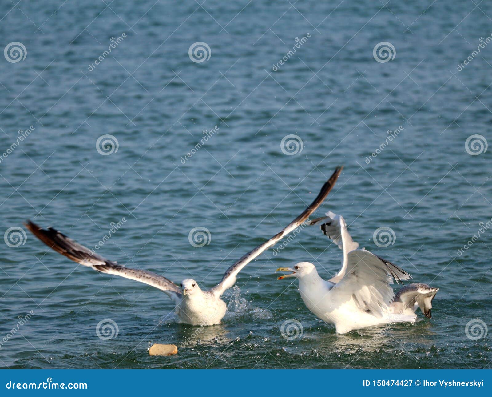 Feeding Seagulls Bread on the Beach Stock Image - Image of gull, larus ...
